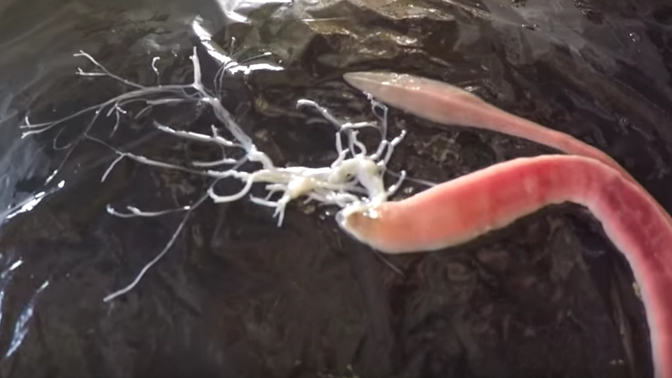 This Worm's Slimy Branching Grabber Organ Is Guaranteed to Disgust You ...