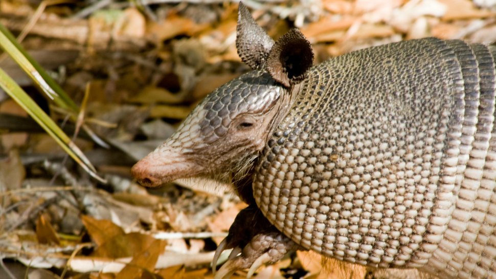 Thirsty Armadillo Drinking Water Will Quench Your Thirst for Cuteness ...