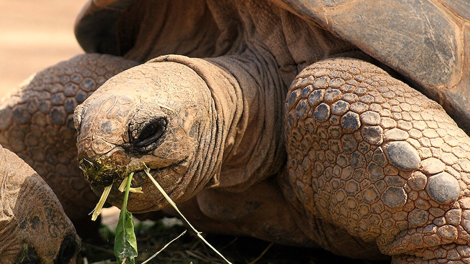Giant Tortoise Escapes Japanese Zoo For Two Weeks, Guess How Far it Got ...
