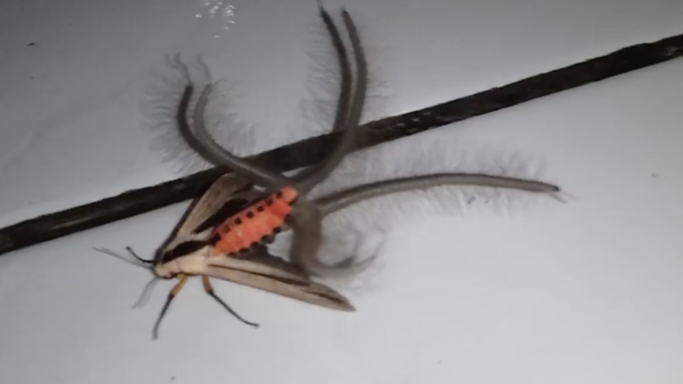 Lovecraftian Moth is Equipped with Four Massive Pheromone-Spewing ...