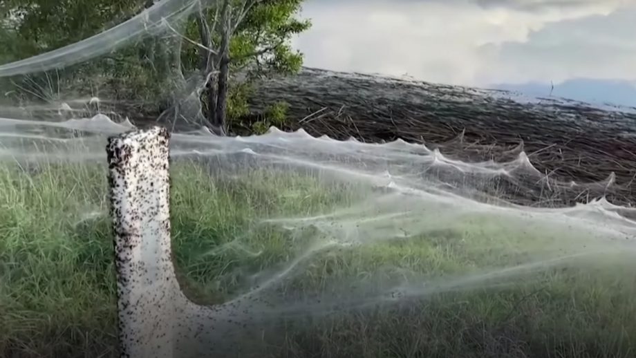 Spider Invasion Leaves Australian Region Covered in Silk Web - Nerdist